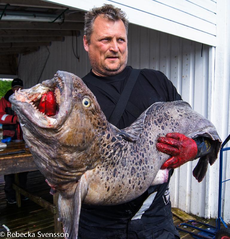 Fläckig havskatt på söröya – Havsfiskeguiden